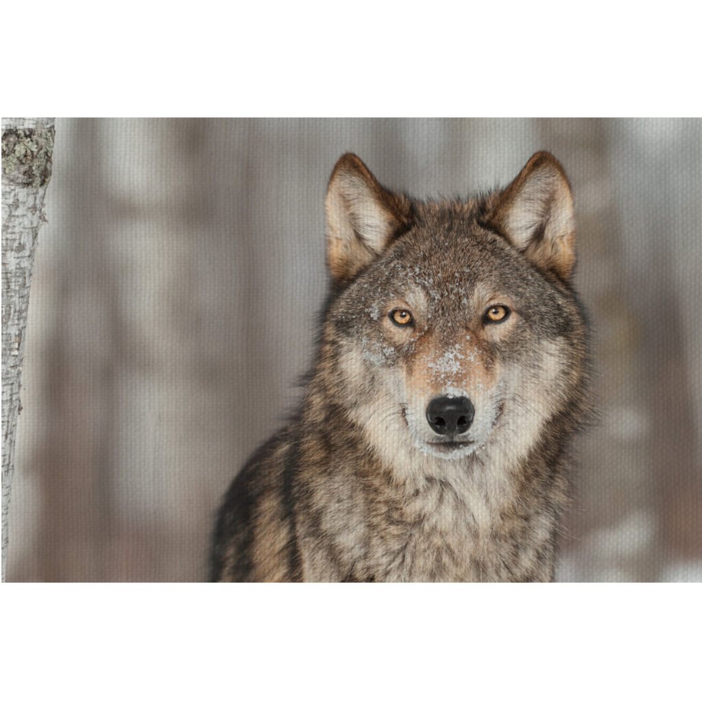 Wolf in Captivity - Canvas Print